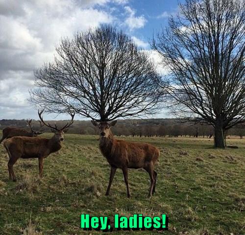 Lady Deers Objectify Me for My Rack - Animal Comedy - Animal Comedy ...
