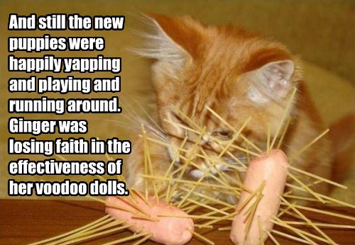 Maybe I Missed a Step - Lolcats - lol | cat memes | funny cats | funny ...