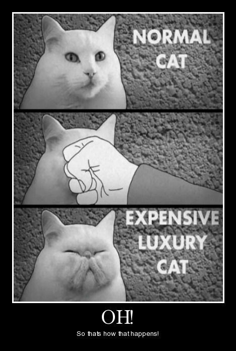 A Cat That's Learned His Lesson - Very Demotivational - Demotivational ...