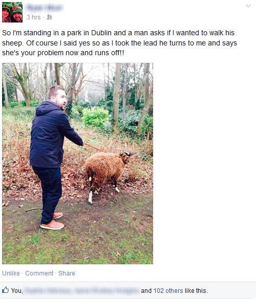 Congrats on Your Free Sheep! - Failbook - Failing On Facebook