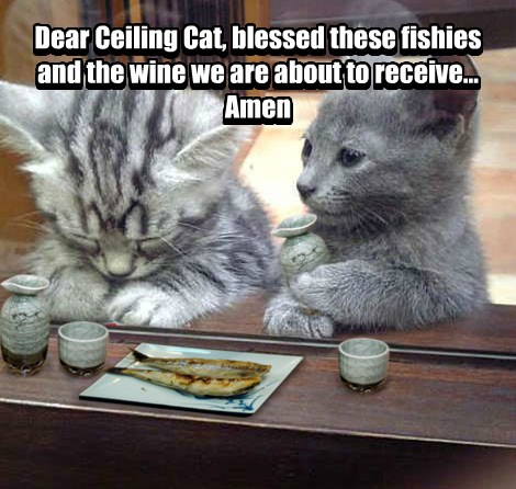 Lolcats - prayer - LOL at Funny Cat Memes - Funny cat pictures with ...