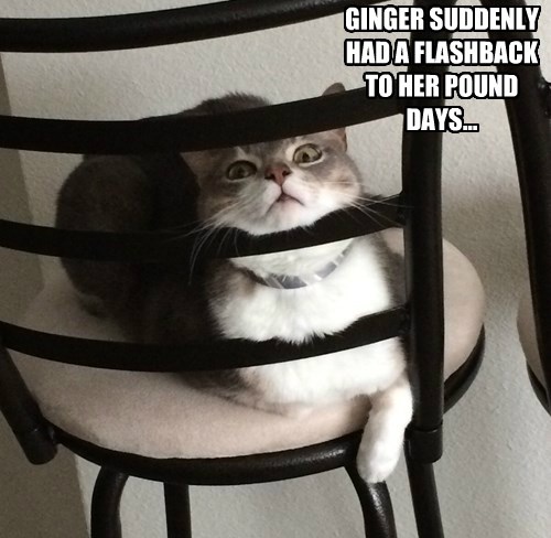 Lolcats - jail - LOL at Funny Cat Memes - Funny cat pictures with words ...