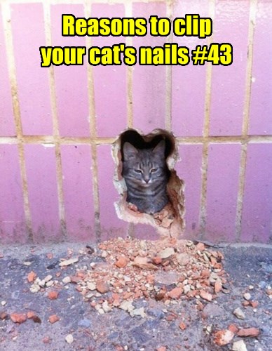 Lolcats - digging - LOL at Funny Cat Memes - Funny cat pictures with ...