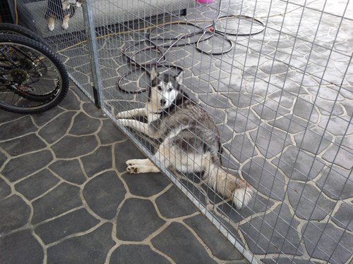 Always Finding New Ways to Bend the Rules - I Has A Hotdog - Dog ...