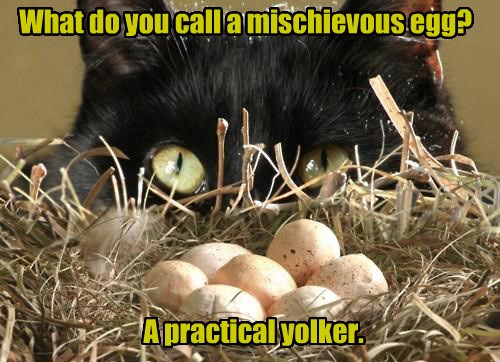 Dad Cat Jokes Easter Edition - Lolcats - lol | cat memes | funny cats ...
