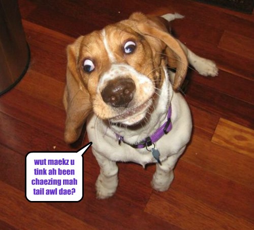 Stop Moving Around While I'm Talking to You - I Has A Hotdog - Dog ...