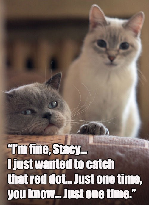 Lolcats - depressed - LOL at Funny Cat Memes - Funny cat pictures with ...