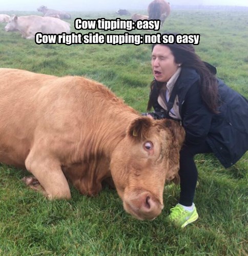 Animal Comedy - cow - Page 3 - Animal Comedy - Animal Comedy, funny ...