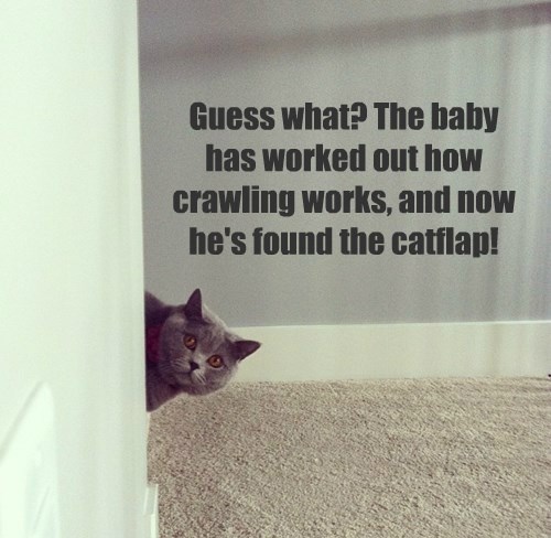 I Think We Should Send the Dog After Him - Lolcats - lol | cat memes ...