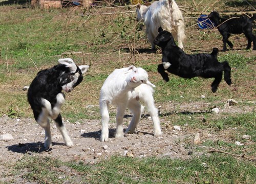 Baby Goats Derping - Daily Squee - Cute Animals - Cute Baby Animals ...