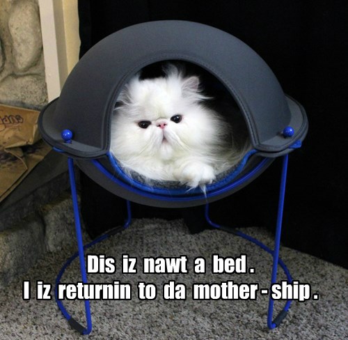 Da Life-Forms On Dis Planet ar Hopeless - Lolcats - lol | cat memes ...