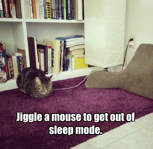 Your New Cat Will Enter Sleep Mode After 3 Seconds of Inactivity ...
