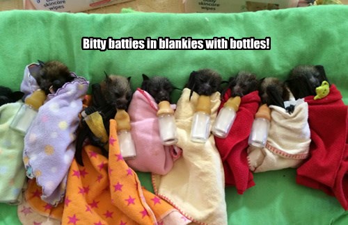 So Cute They'll Drive You Batty - Animal Comedy - Animal Comedy, funny ...