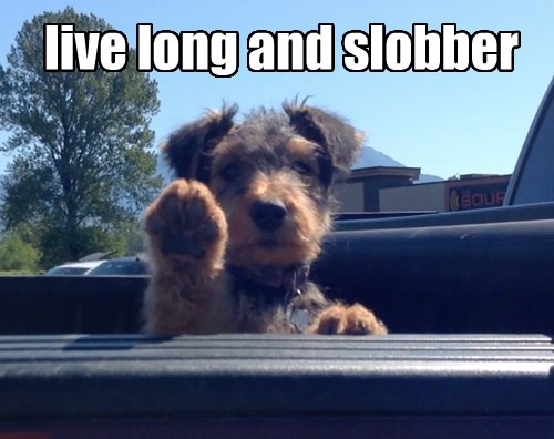 Thank You, Commander Spot - I Has A Hotdog - Dog Pictures - Funny ...