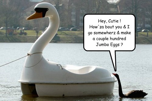 Animal Comedy - swan - Animal Comedy - Animal Comedy, funny animals ...