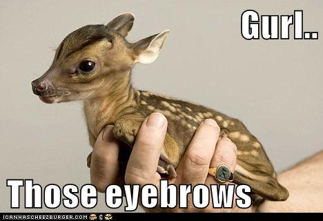 Animals With Eyebrows