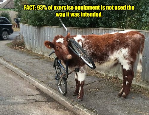 Animal Comedy - cow - Page 2 - Animal Comedy - Animal Comedy, funny ...