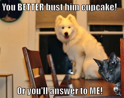 Lolcats - busted - LOL at Funny Cat Memes - Funny cat pictures with ...