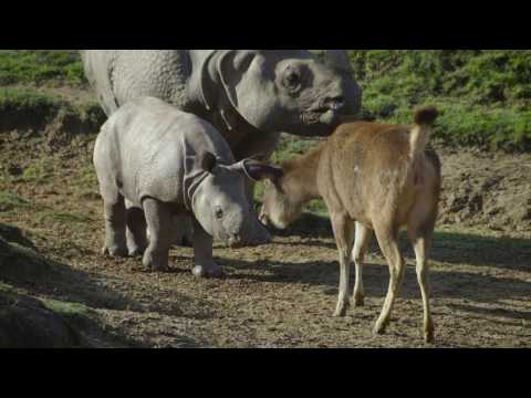 Watch This Cute Baby Rhino Explore His New Habitat - I Can Has Cheezburger?