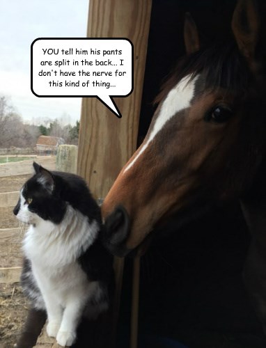 Dilemma - Animal Comedy - Animal Comedy, funny animals, animal gifs