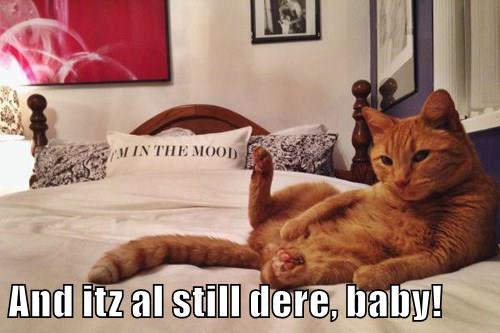 Wink Wink, Nudge Nudge - Lolcats - lol | cat memes | funny cats | funny ...