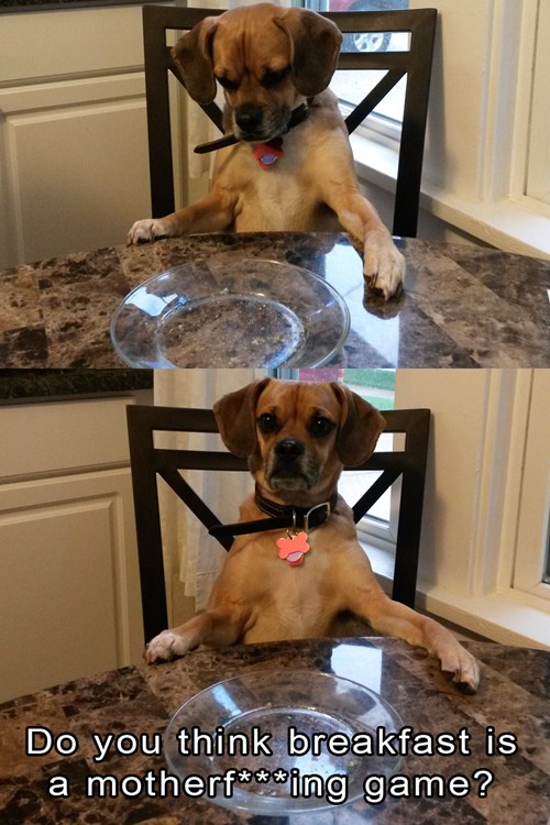 Human Better Have My Breakkie - I Has A Hotdog - Dog Pictures - Funny ...