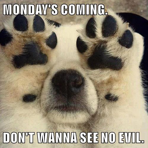Dog Monday Meme