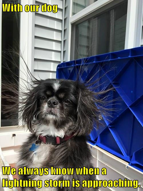 It Was A Shocking Trick For Everyone At First - I Has A Hotdog - Dog ...