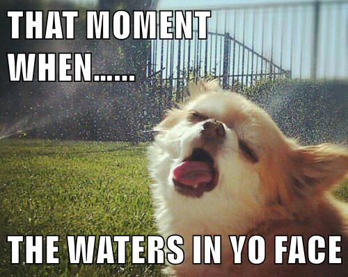 I Has A Hotdog - sprinkler - Funny Dog Pictures | Dog Memes | Puppy ...