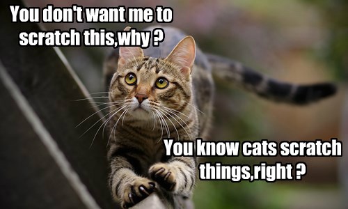 Lolcats - scratching - LOL at Funny Cat Memes - Funny cat pictures with ...