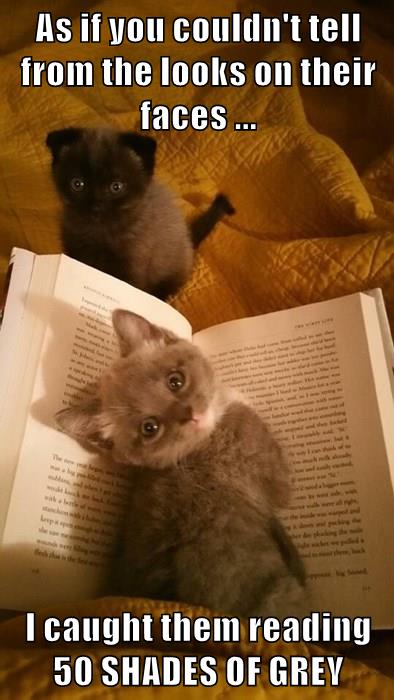 50 Shades OF Hairballs - Lolcats - lol | cat memes | funny cats | funny ...