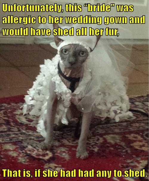 Lolcats - wedding - LOL at Funny Cat Memes - Funny cat pictures with ...