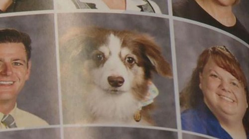 dog yearbook - I Can Has Cheezburger?