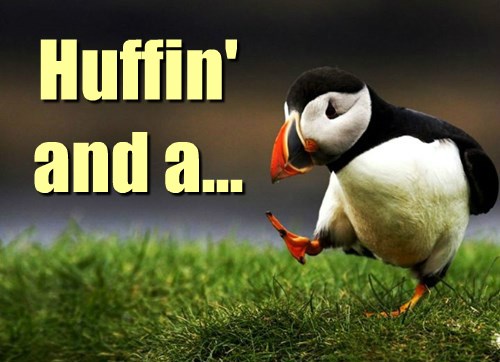 Animal Comedy - puffin - Animal Comedy - Animal Comedy, funny animals ...