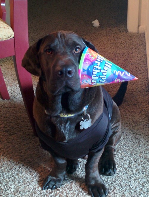 party dog - I Can Has Cheezburger?