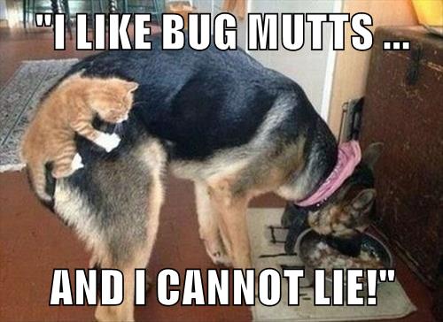 "I LIKE BUG MUTTS ... AND I CANNOT LIE!" - Lolcats - lol | cat memes ...
