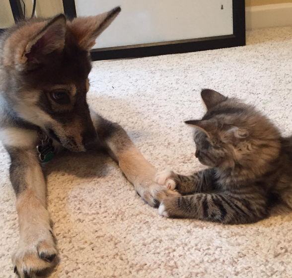 This Puppy Picked out Her Favorite Kitten at the Shelter and They've ...