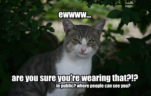 For Someone Who Never Wears Clothes This Cat Knows a lot About Fashion ...