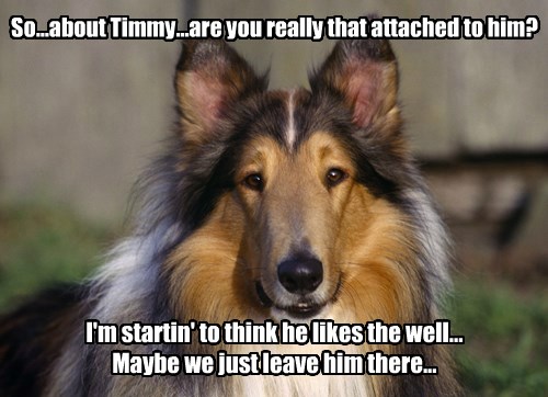 I Can Has Cheezburger? - timmy - Funny Animals Online - Cheezburger