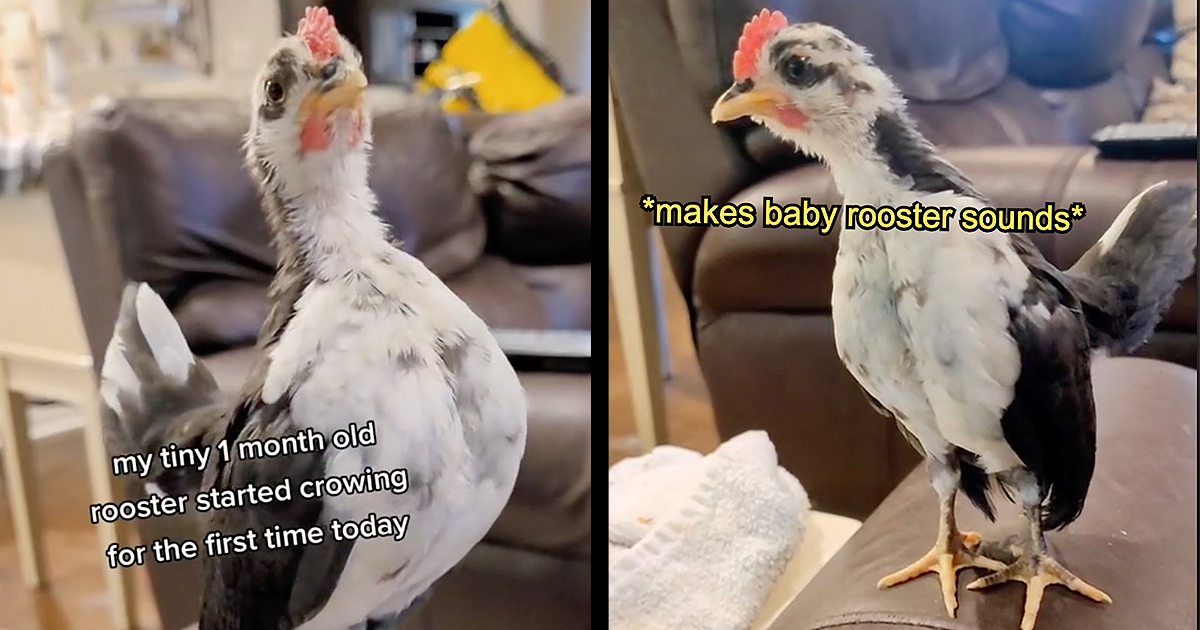 Farmer Catches the First Crow His Baby Rooster Makes and It's ...