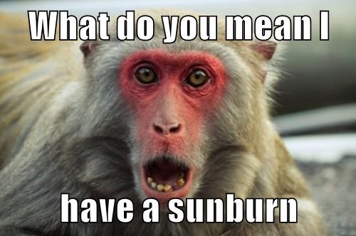 Animal Comedy - monkey - Page 2 - Animal Comedy - Animal Comedy, funny ...