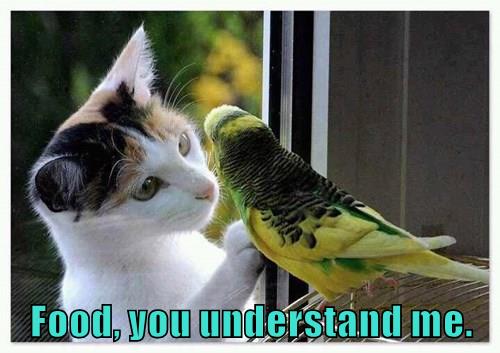 It's a Special Bond - Lolcats - lol | cat memes | funny cats | funny ...