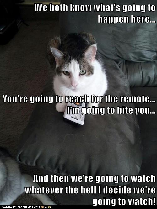 Reality TV It Is! - Lolcats - lol | cat memes | funny cats | funny cat ...