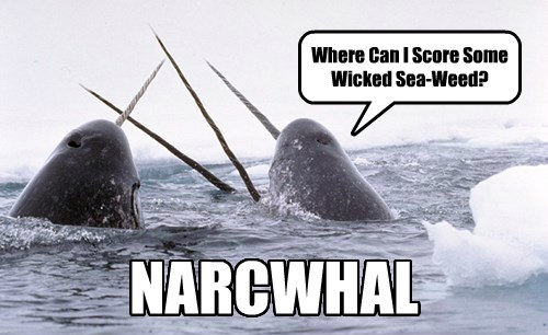 Animal Comedy - narwhal - Animal Comedy - Animal Comedy, funny animals ...