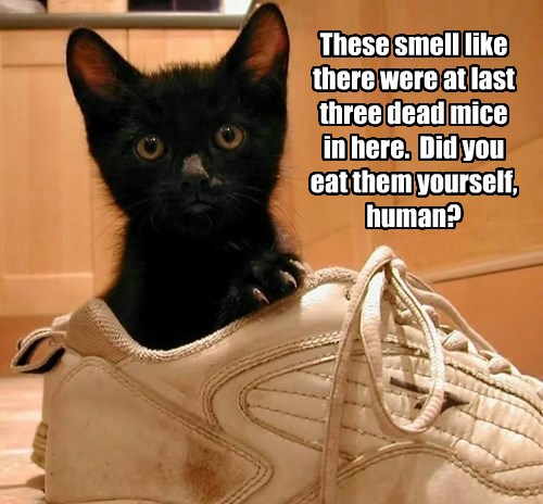 So Selfish - Lolcats - lol | cat memes | funny cats | funny cat ...
