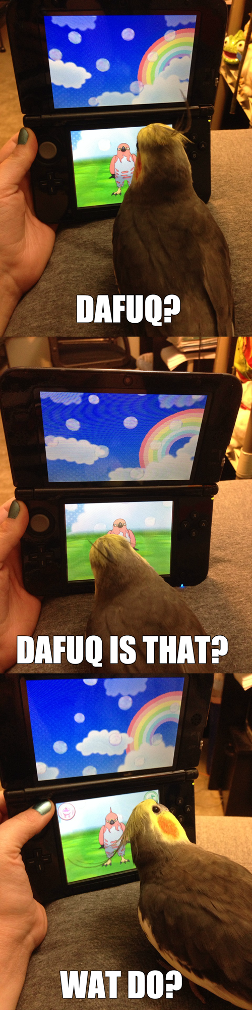 Pokémemes - talonflame - Pokemon Memes - Pokémon, Pokémon GO - Cheezburger