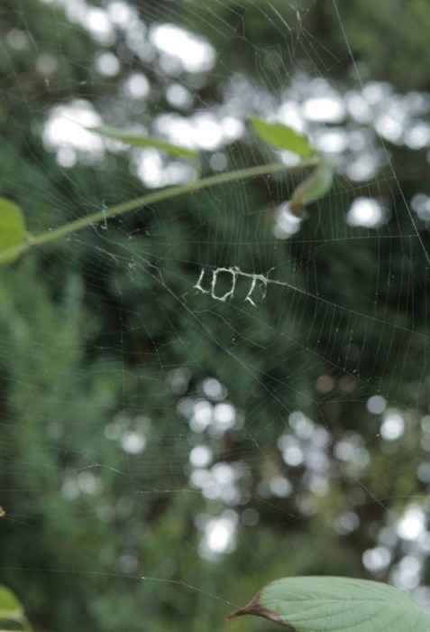 Nope of the Day: Spiders Now Know Internet Slang - The Daily What ...