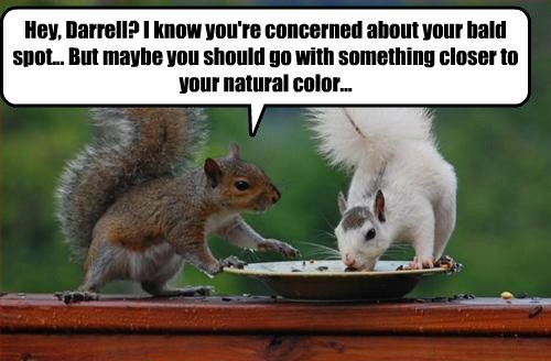 Animal Comedy - squirrel - Page 2 - Animal Comedy - Animal Comedy ...