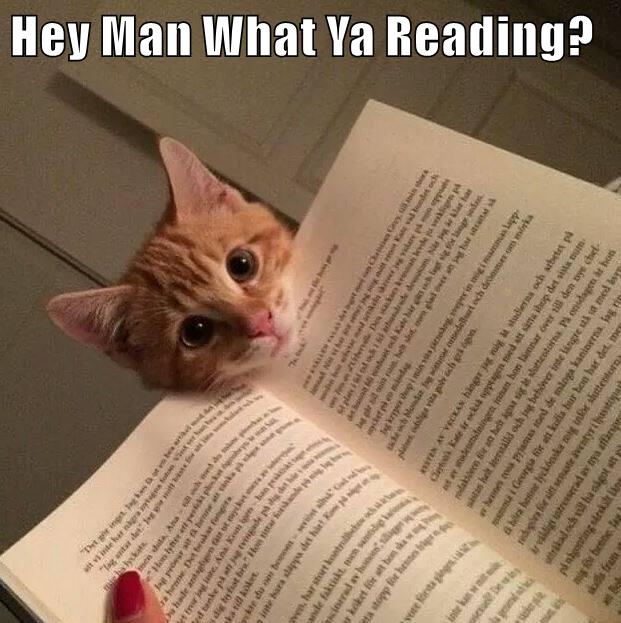 Hey Man What Ya Reading? - Lolcats - lol | cat memes | funny cats ...