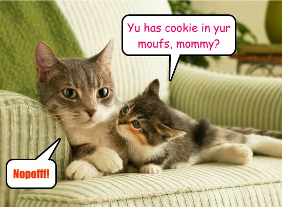 Caught! - Lolcats - lol | cat memes | funny cats | funny cat pictures ...